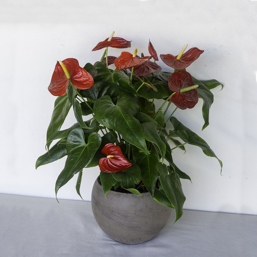 Anthurium Four Seasons Flowers Flower Delivery In San Diego