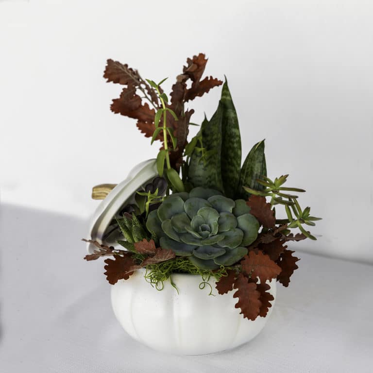 Fall Succulent Arrangement in White Ceramic Pumpkin Planter