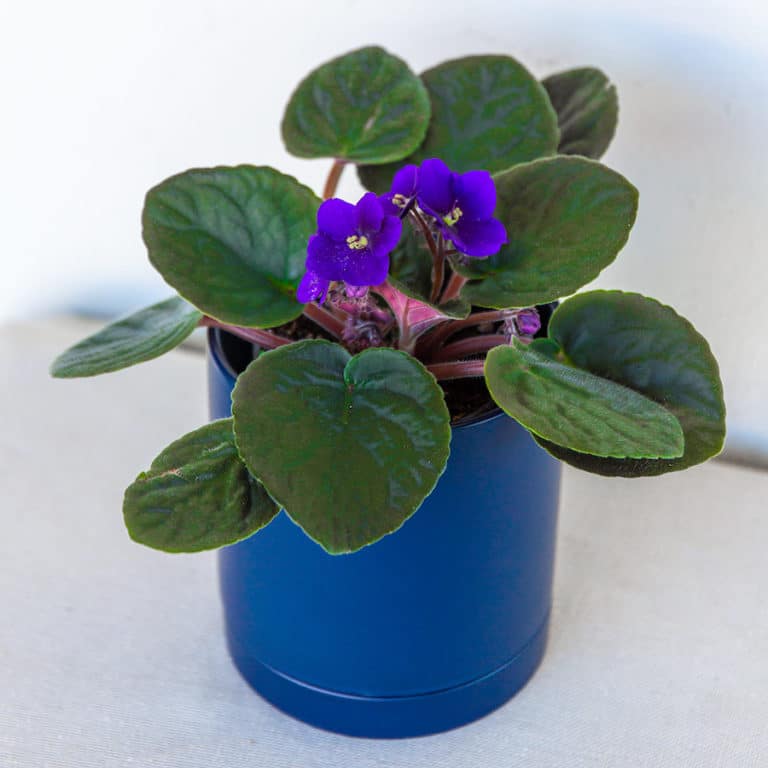 Buy Potted African Violet - Delivery Available in San Diego