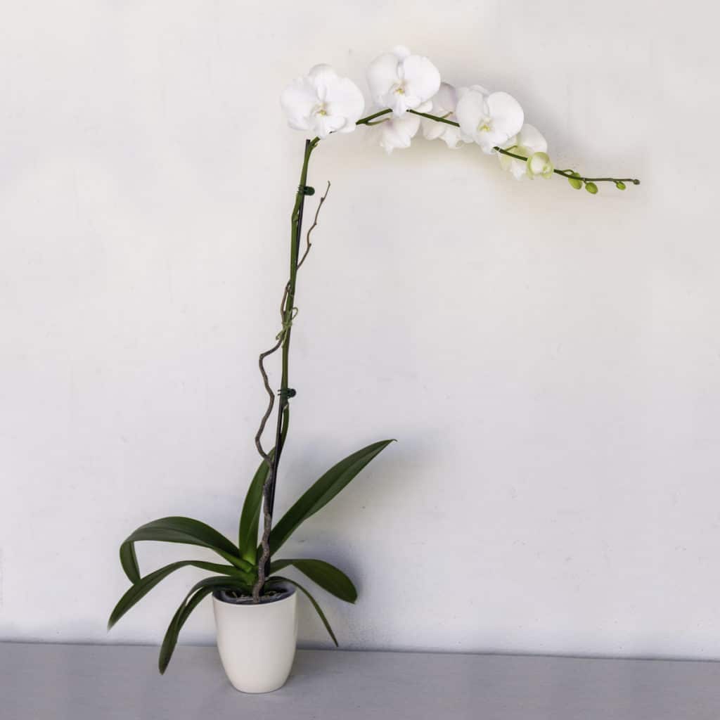 Phalaenopsis Orchid - White - Four Seasons Flowers - Flower Delivery in ...