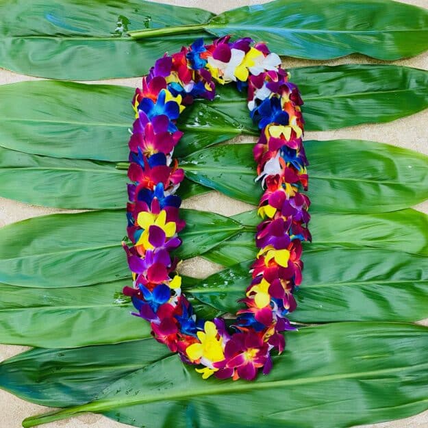 Rainbow Lei for Graduation | Colorful Orchid Lei